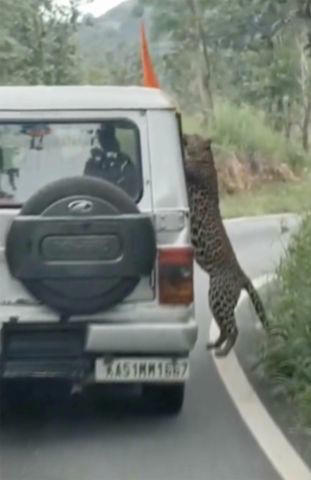 12-Year-Old Boy Left with 'Deep Gashes' After Being Mauled by Leopard ...