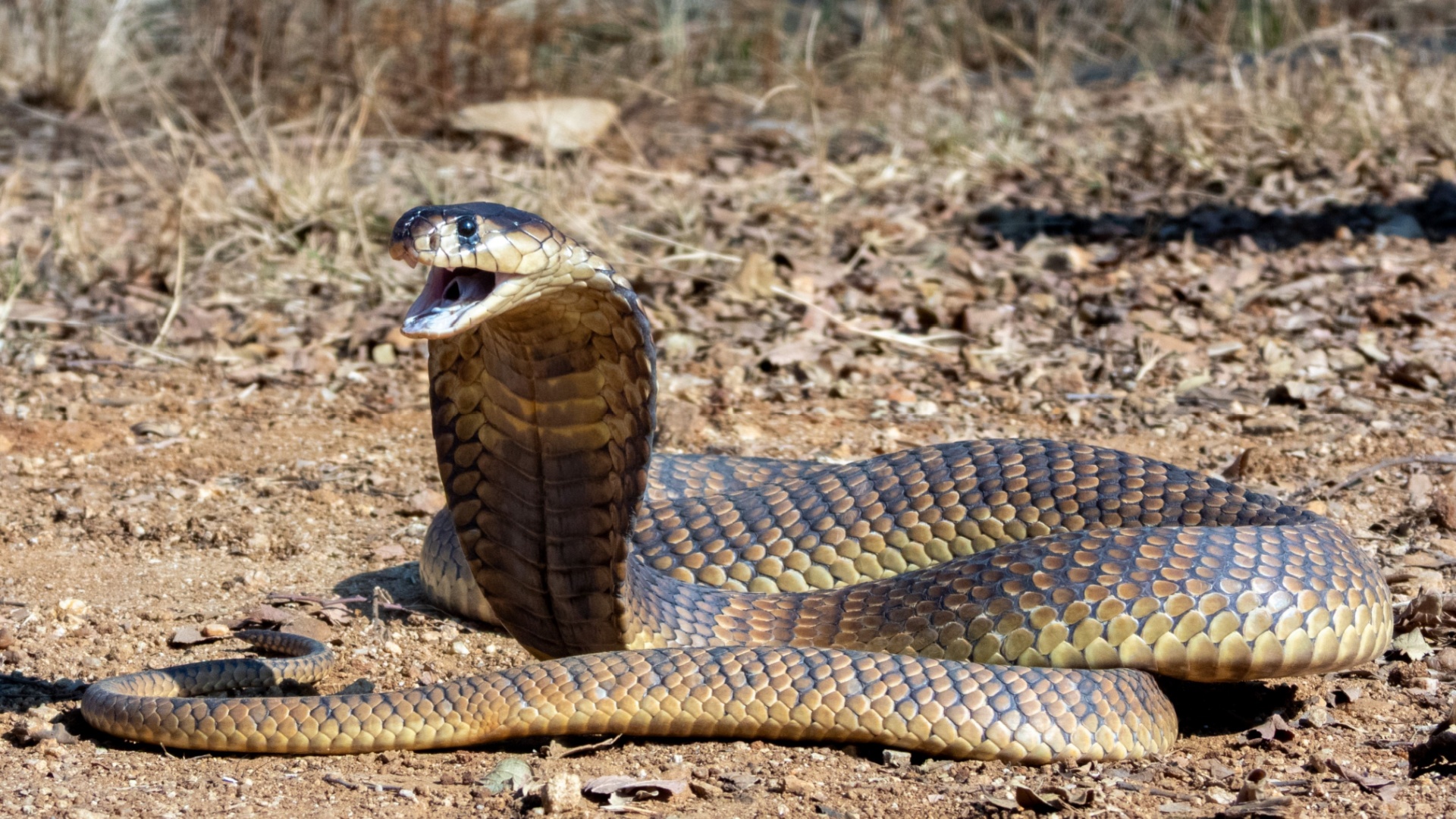 15 Snakes That May Bite Without Warning