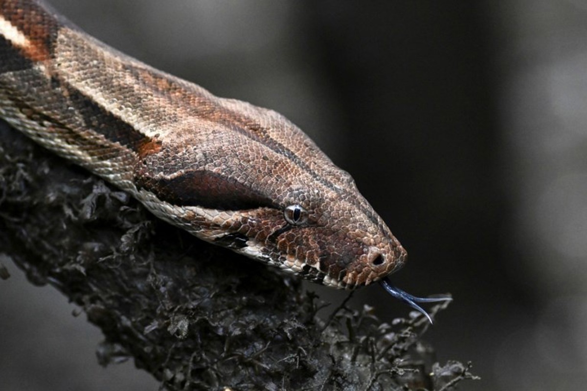 Boa constrictor van 2,5 meter duikt op in composthoop in Duitse tuin