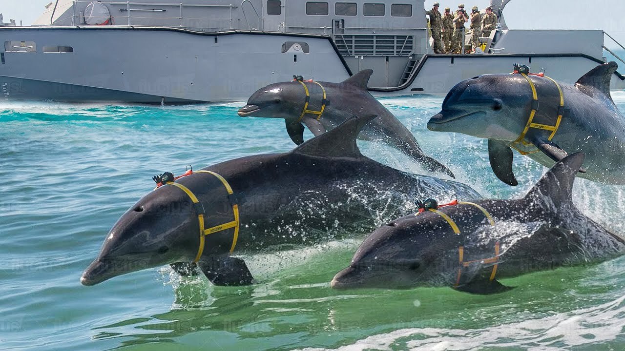 The unexpected rationale behind US Navy's dolphin training program