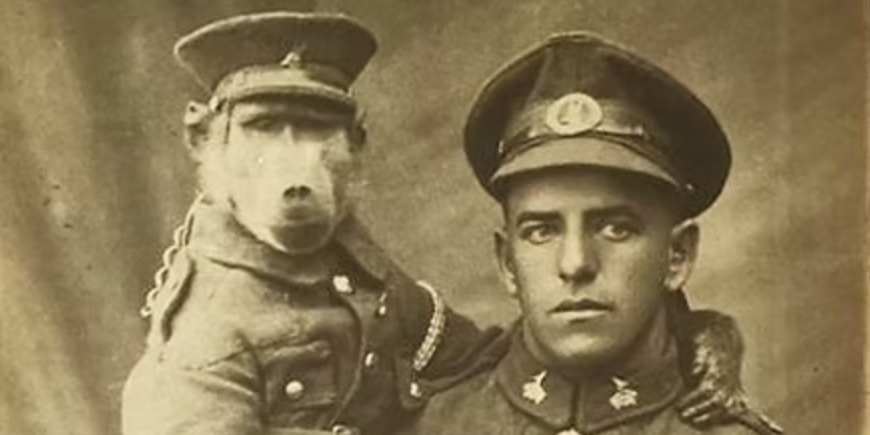 Meet Jackie – the baboon, that got promoted to Corporal and honored ...