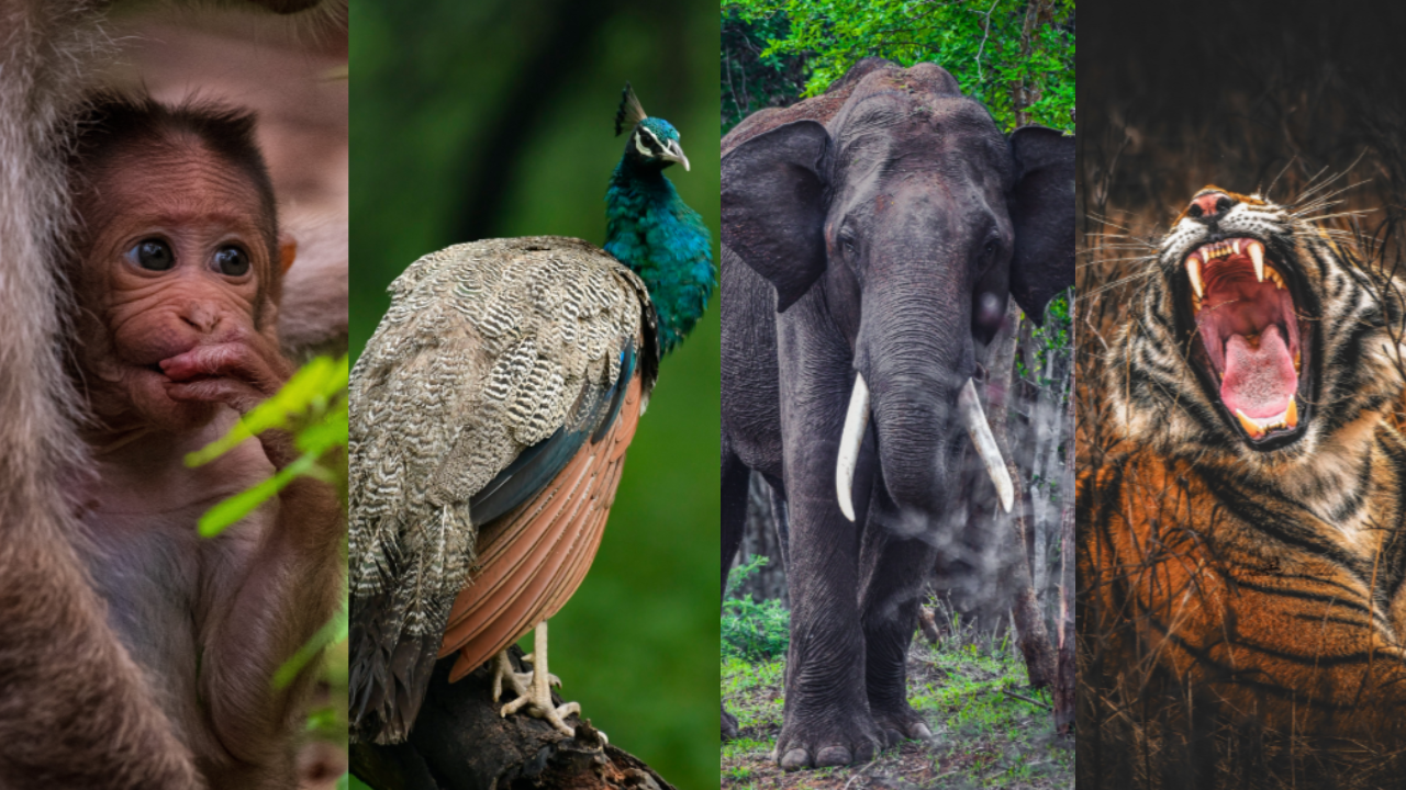 World Photography Day: Internet Turns Into Stunning Photo Gallery As ...