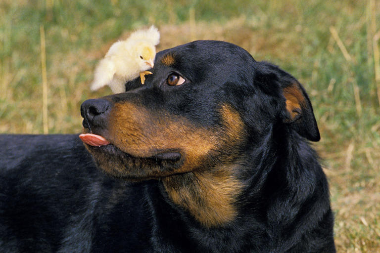 Gentle Rottweiler Meeting Chicken Friend’s New Chicks Is the Ultimate ...