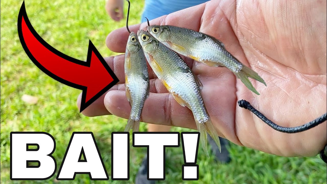 Huge Action Using Live Minnows in the Canal