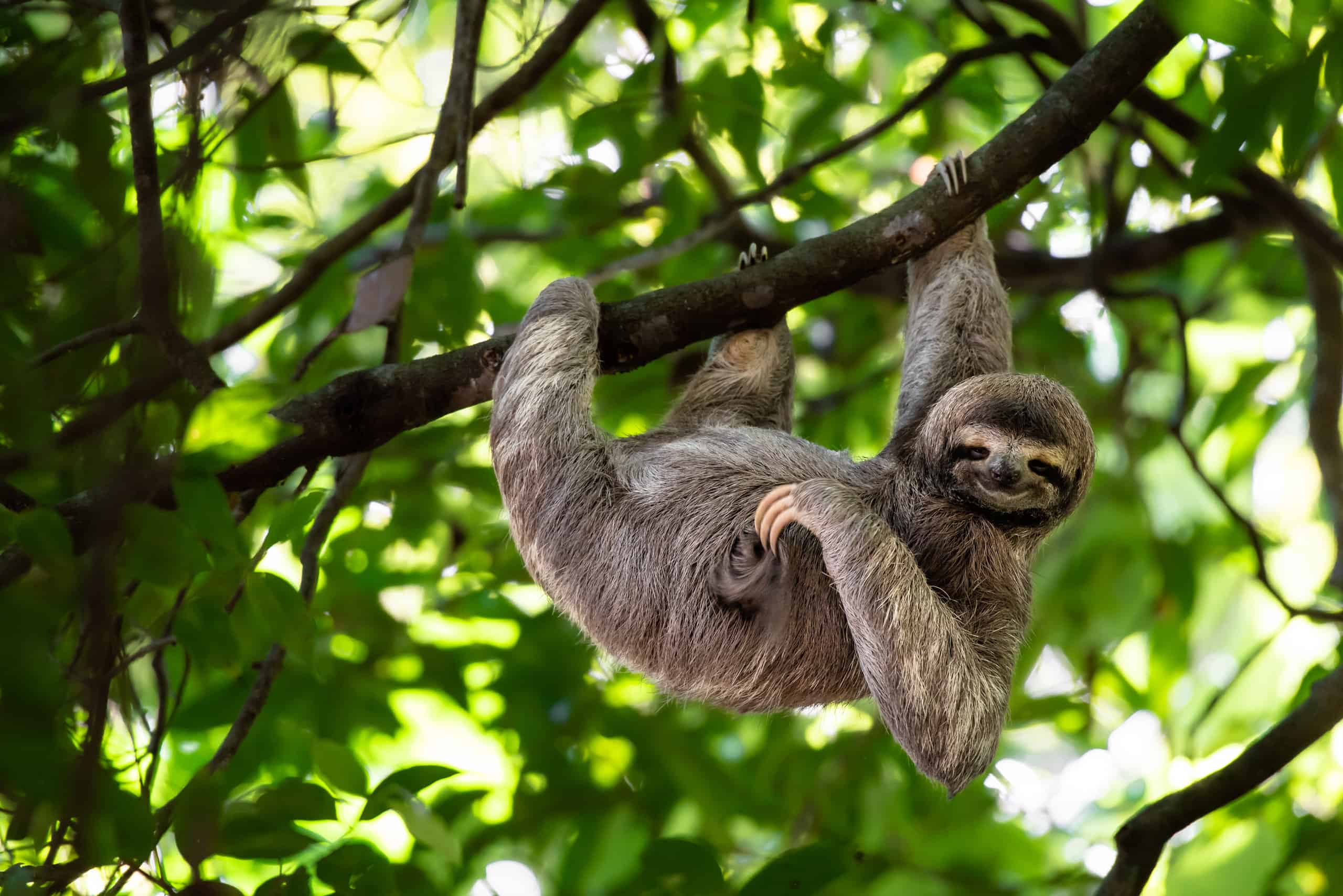 10 Animals That Sleep the Most and the Least