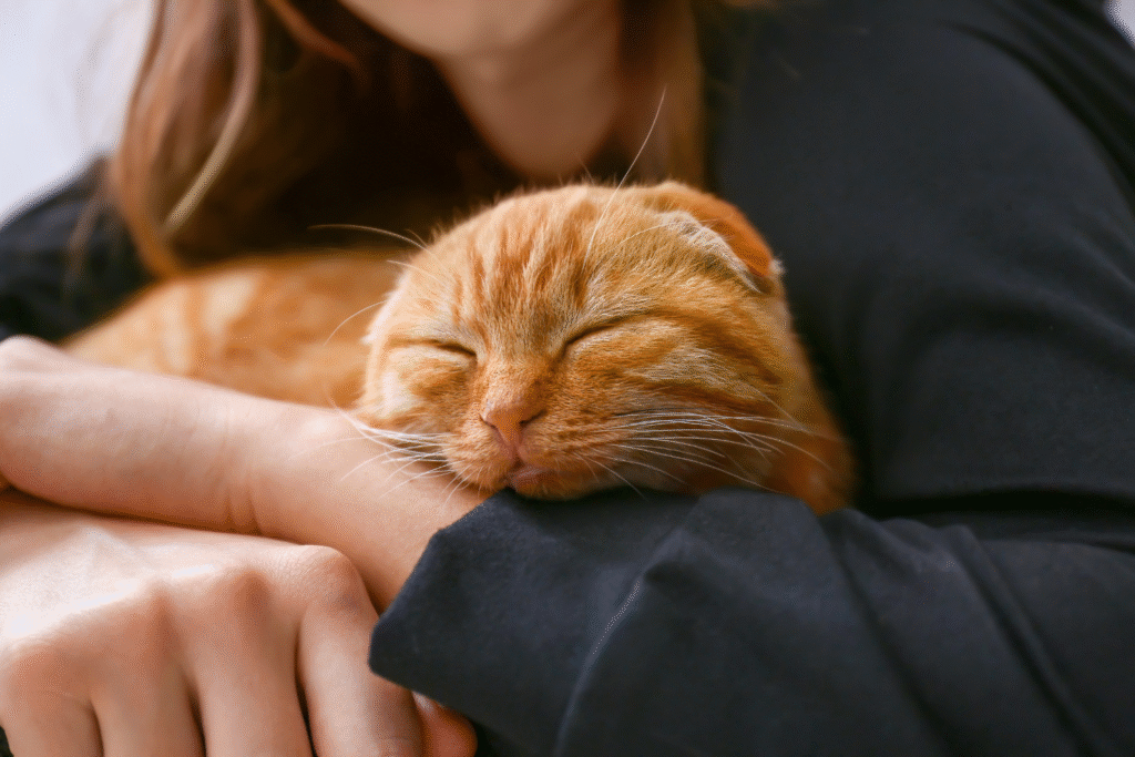 10 Weird Things Your Cat Does That Mean They Truly Love You