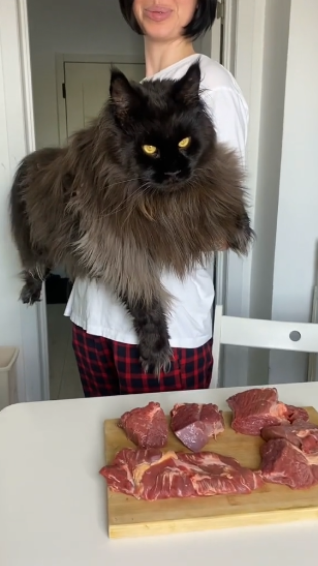 Beef Treats for My Beloved Zeus