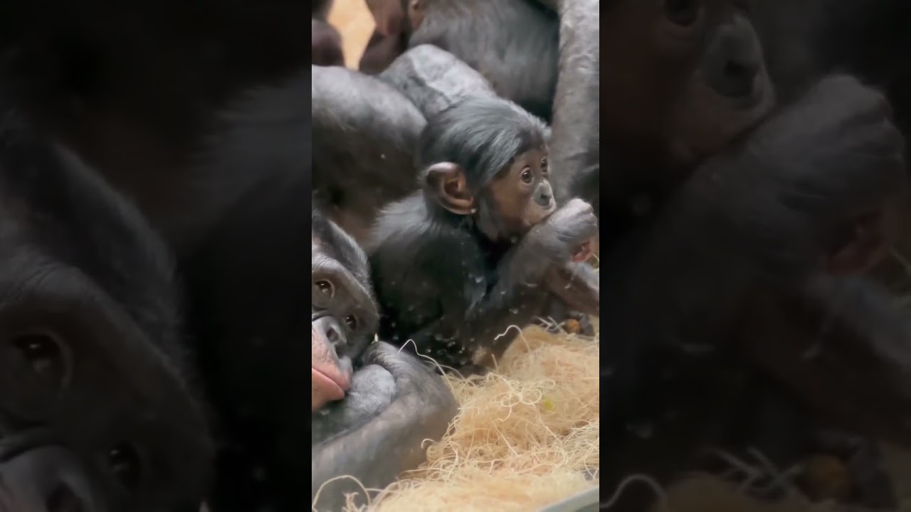 Observe a lovely baby bonobo playing with a big stick