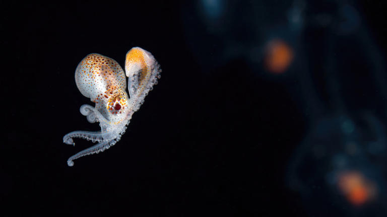 Yes, Baby Snails Do Have Shells. Here's What They Look Like