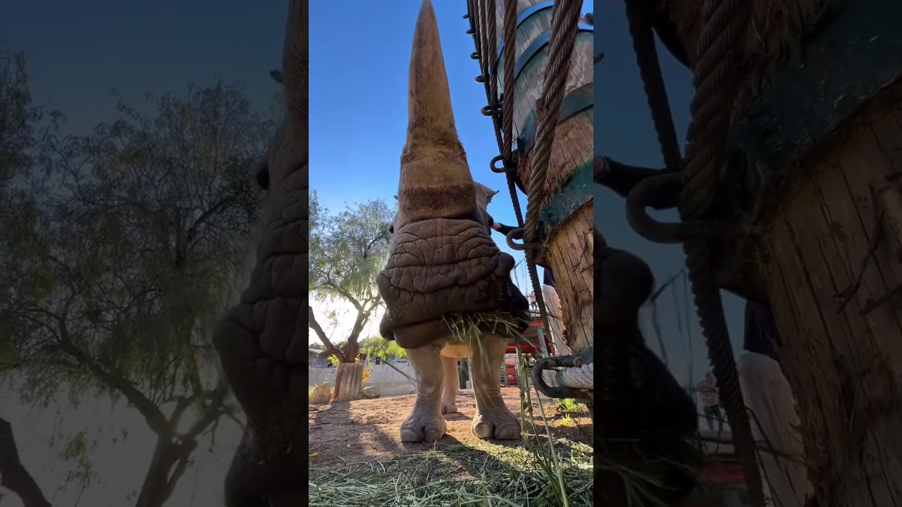 Reyna the rhino enjoys a refreshing afternoon snack