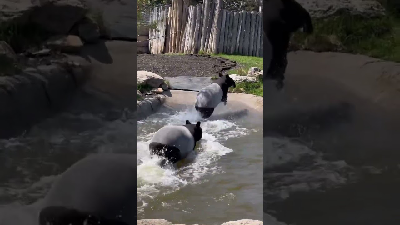 Watch unique tapirs having fun playing in the mud