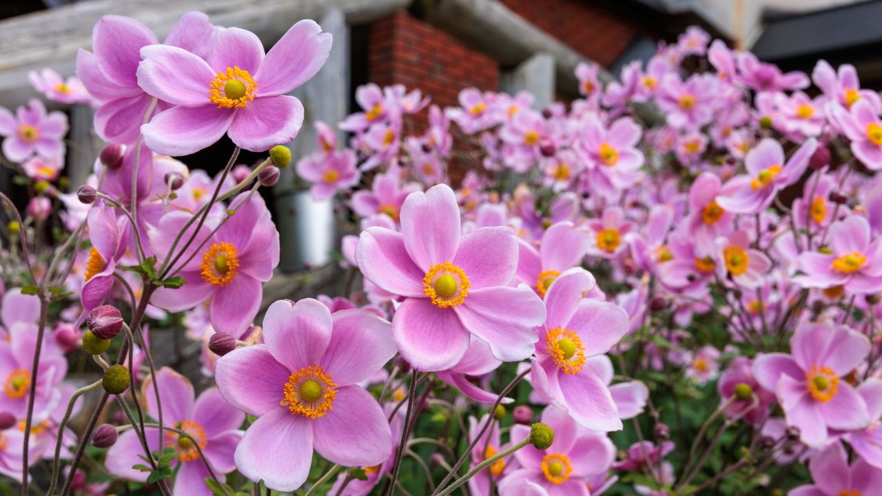 How to grow Japanese anemone for striking yet low-maintenance floral ...