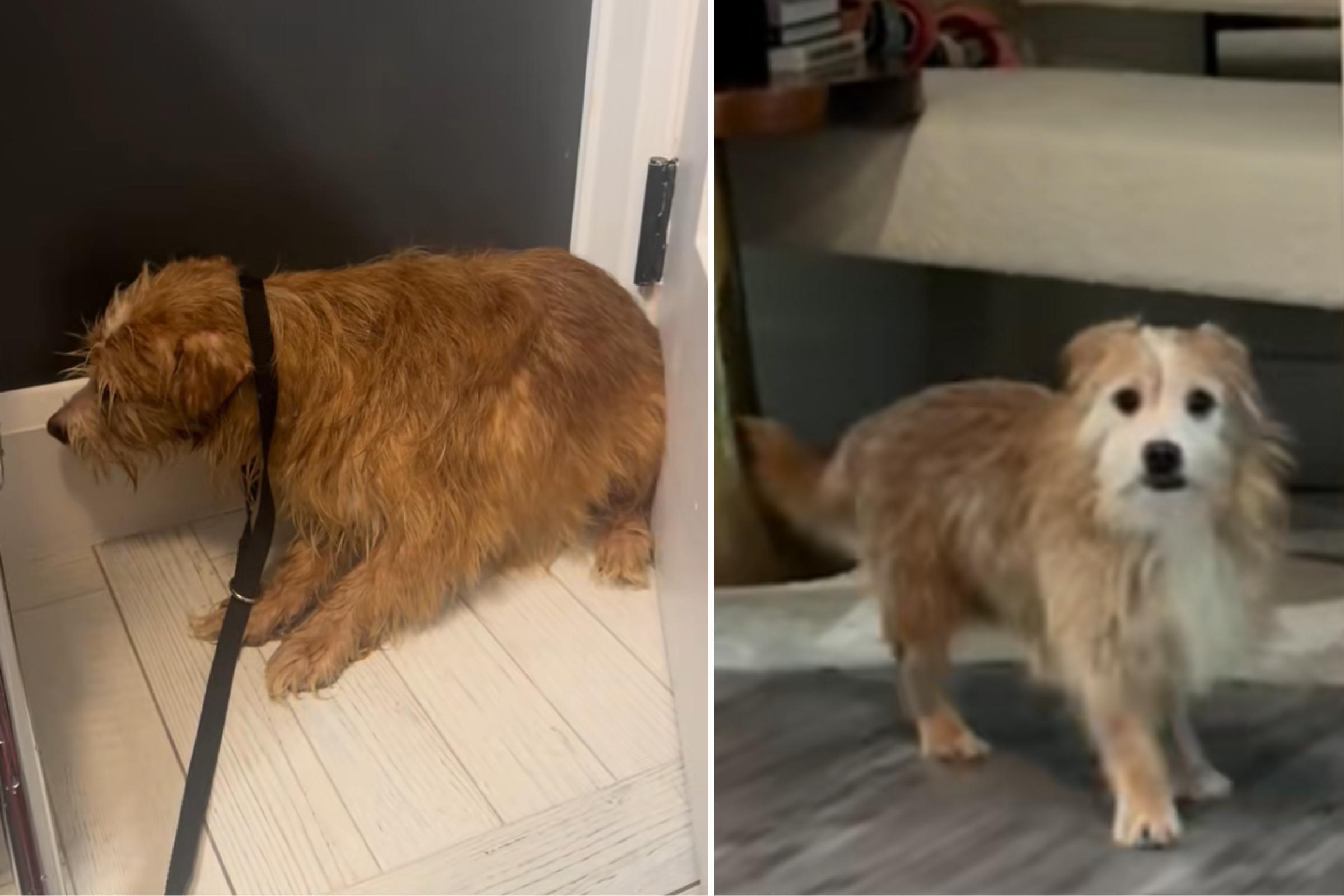 Dog saved from hoarding case, 6 weeks later everything is different