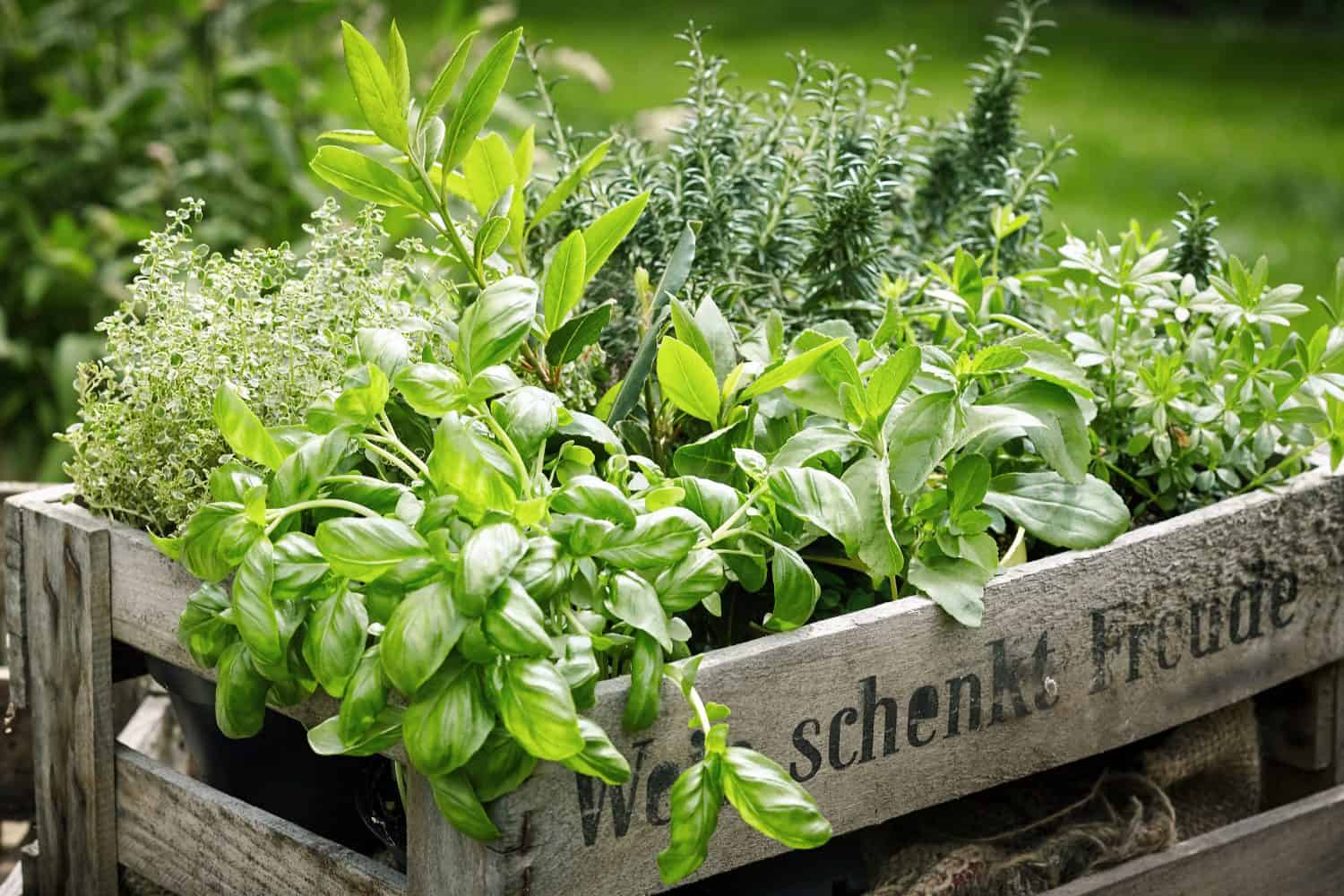 19 Plants That Repel Pesky Aphids