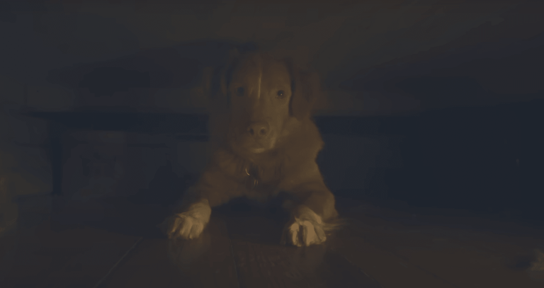 Good Boy Movie: Is It Based on a True Story — And Why Everyone Wants ...