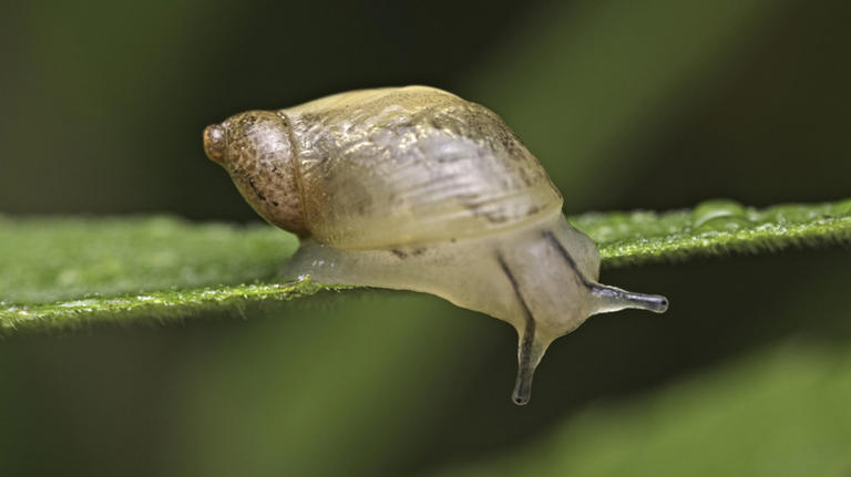 Yes, Baby Snails Do Have Shells. Here's What They Look Like