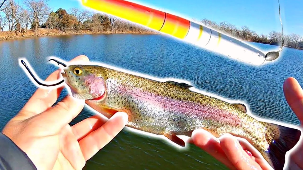 Catch double-digit bass using live trout for deadly bait