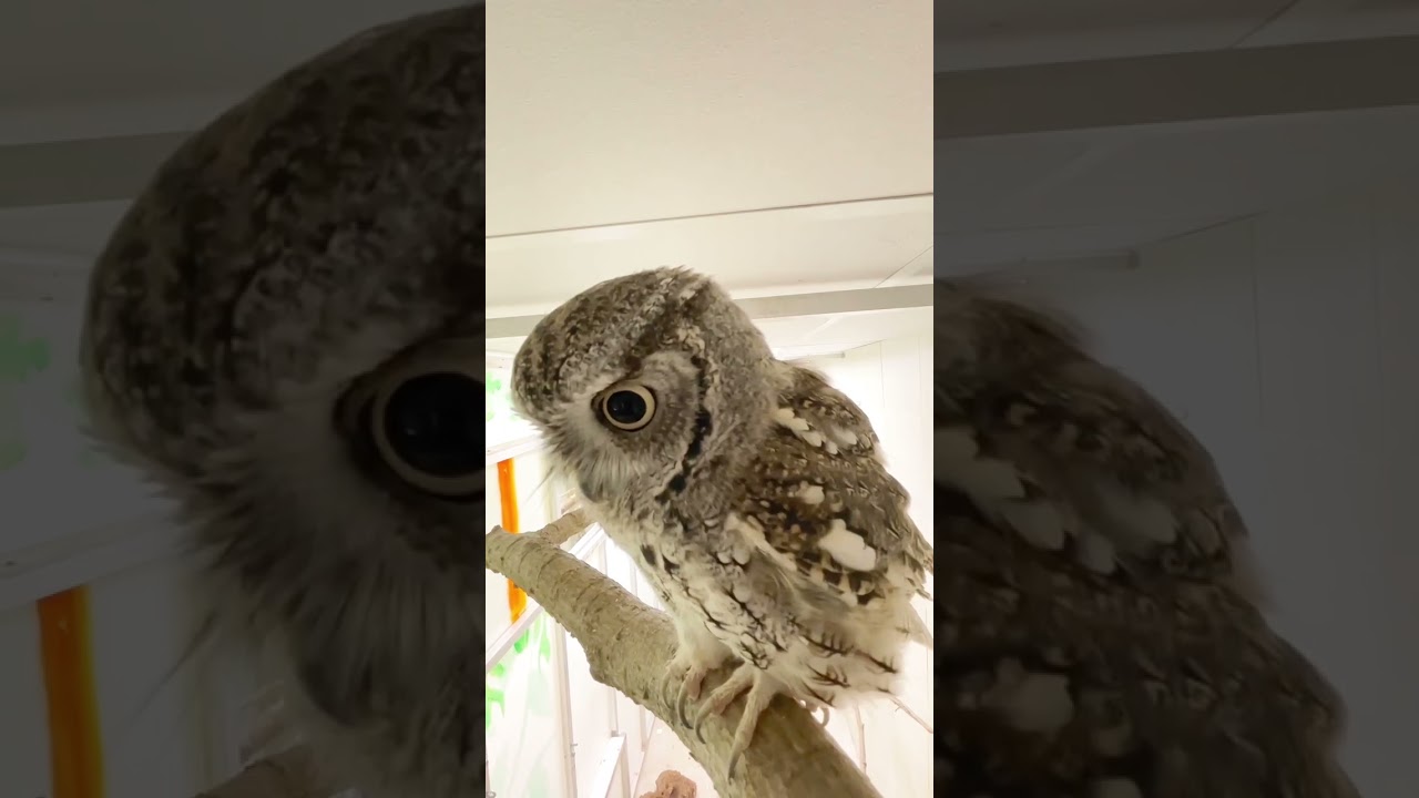 Screech Owl Delivers Haunting and Beautiful Calls