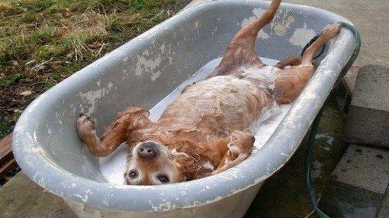 This dog’s spa day will leave you smiling