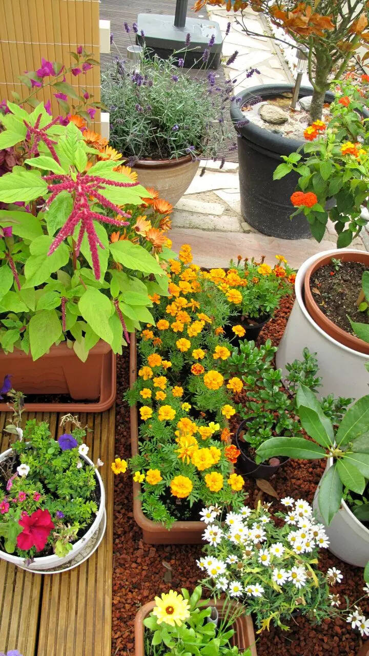 How to stop weeds from taking over your balcony garden