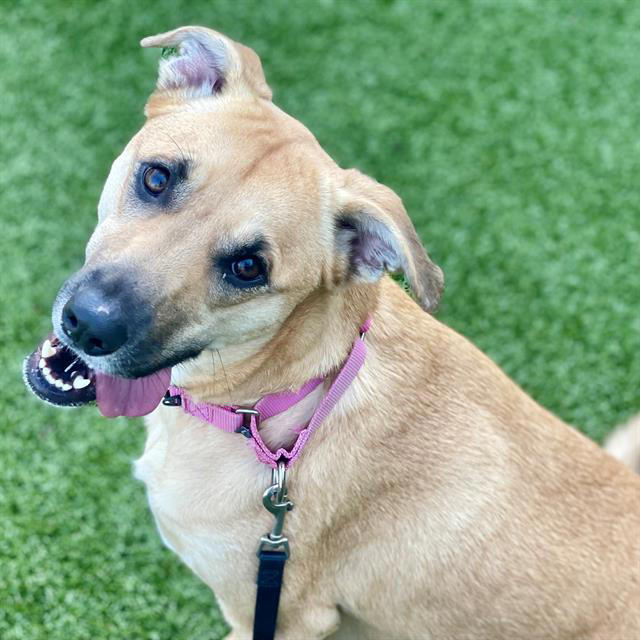 Looking to add a pet to your family? Nasa, Rose, others available at OKC-area shelters