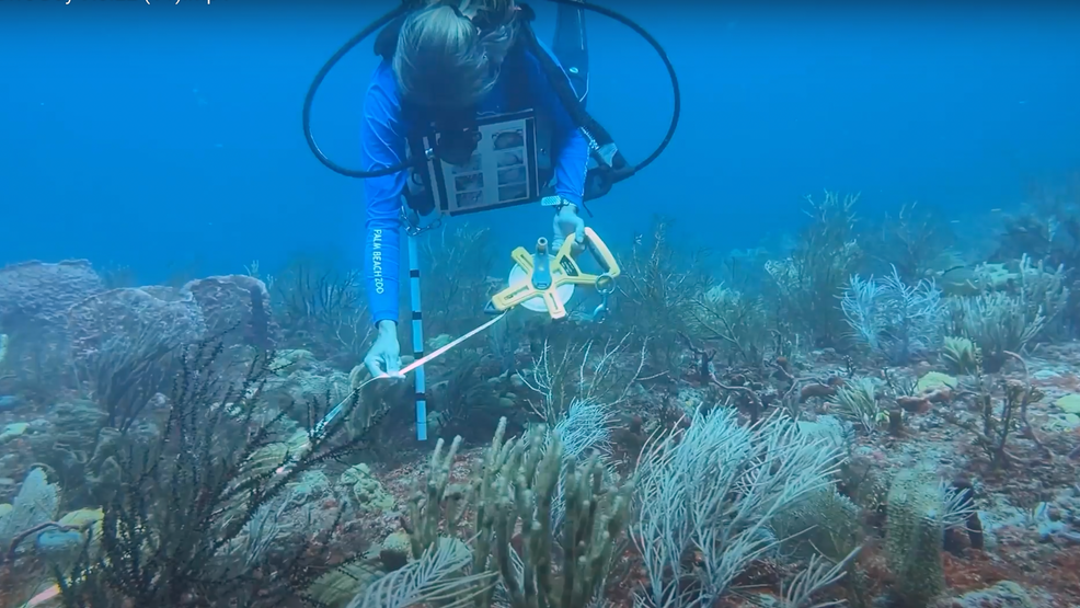 Coral Conservation: Local marine researchers dive into action to save ...