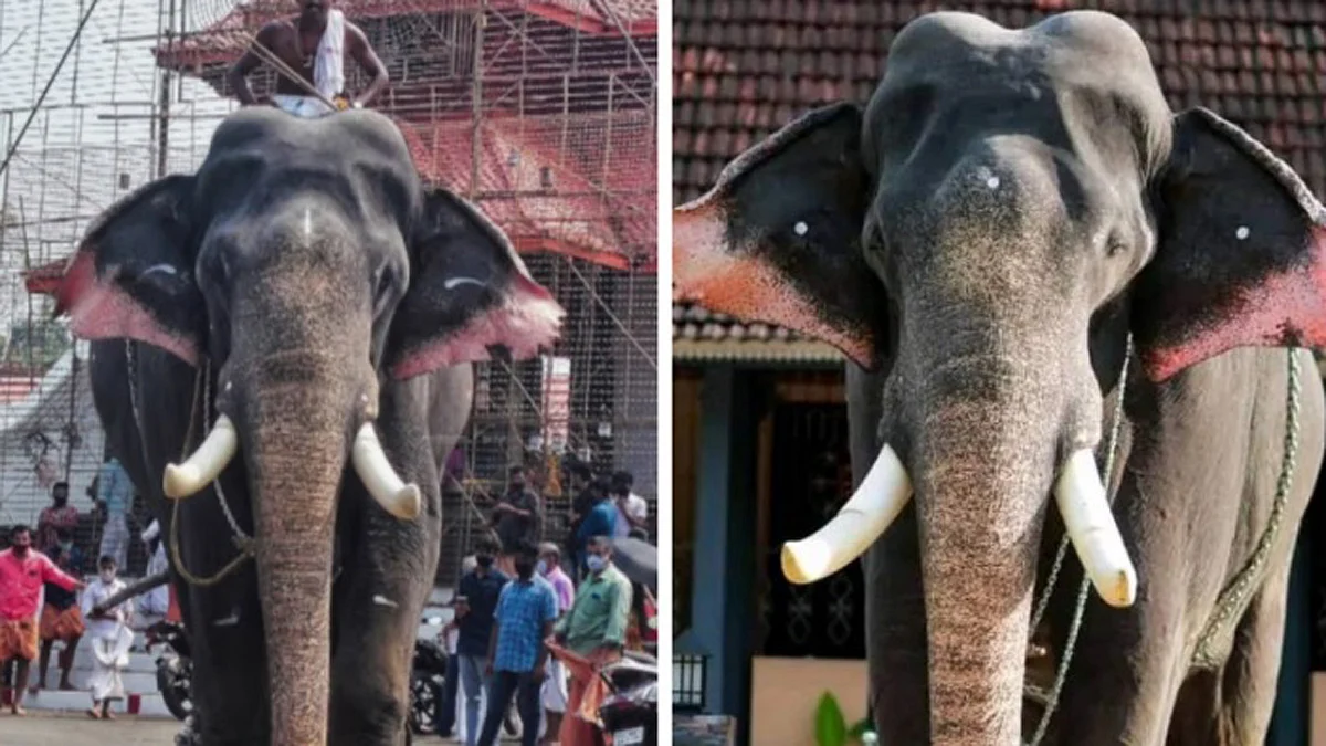 Popular captive elephant Erattupetta Ayyappan dies
