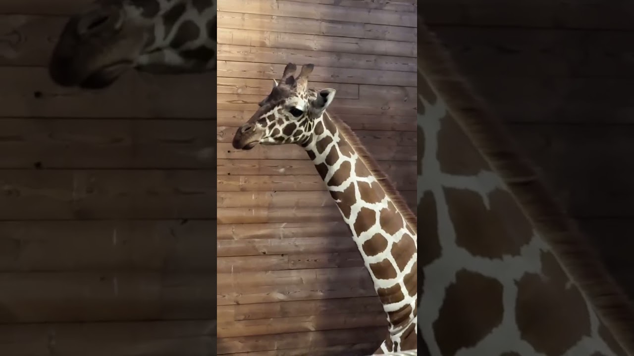 Watch This Giraffe Chew in Slow-Motion Delight
