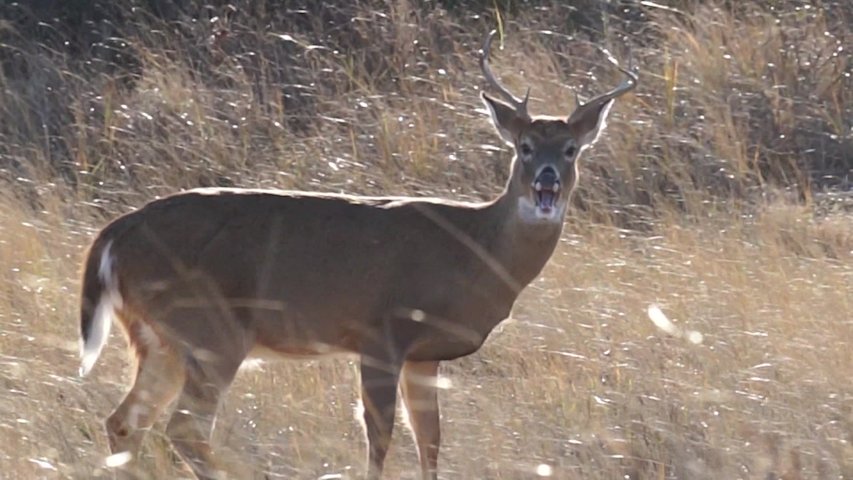 State DEC begins accepting hunting permits amid deer population boom