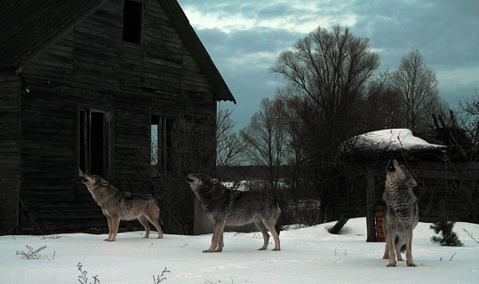 Mutant animals living in Chernobyl are developing ‘super powers’