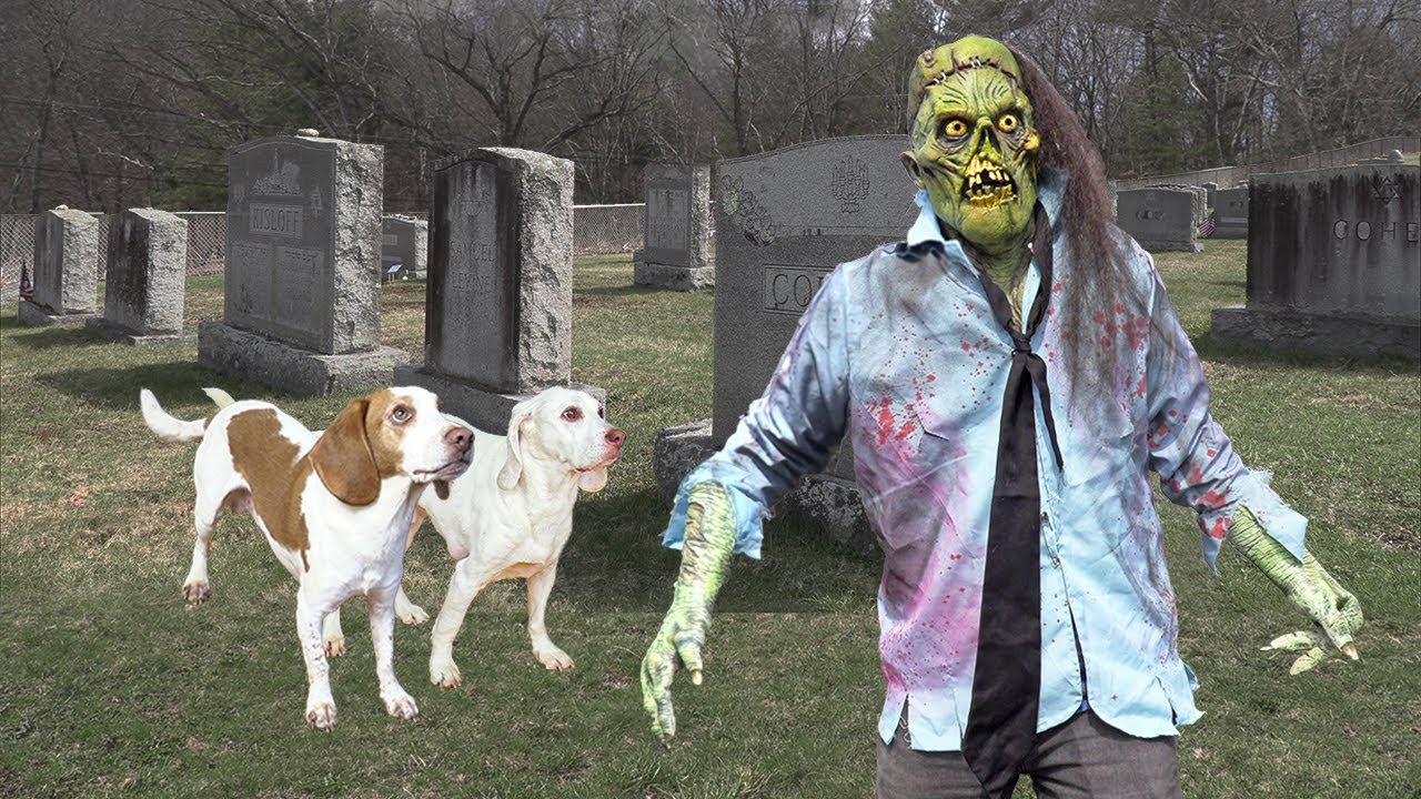 Dogs survive zombie attack in epic backyard battle