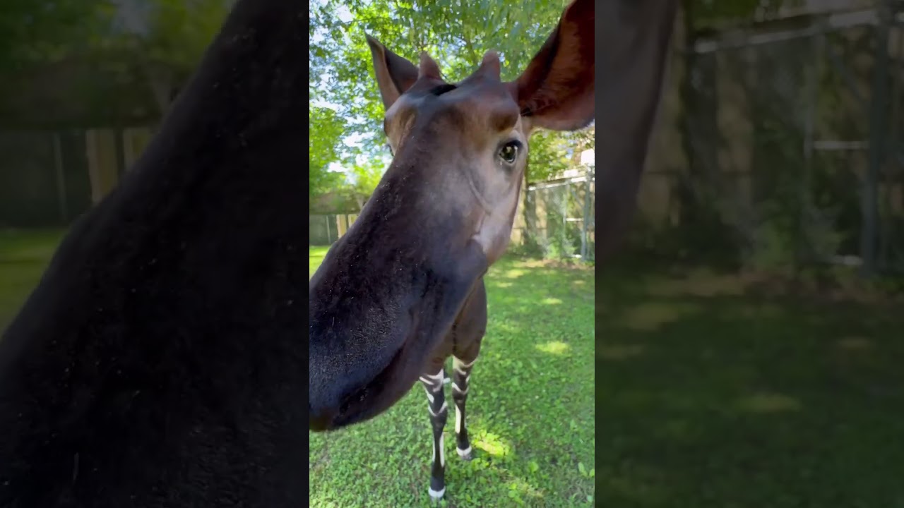 Okapi enjoys a calm ASMR feeding session