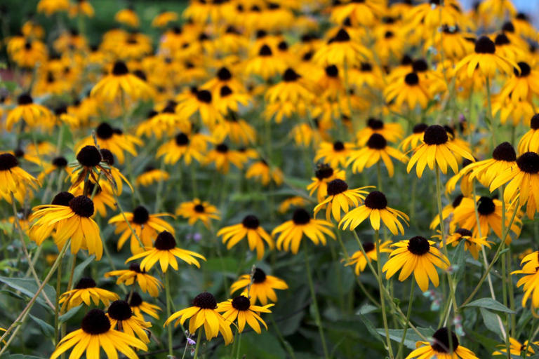 7 hard-to-kill plants that thrive in heat, drought, and poor soil