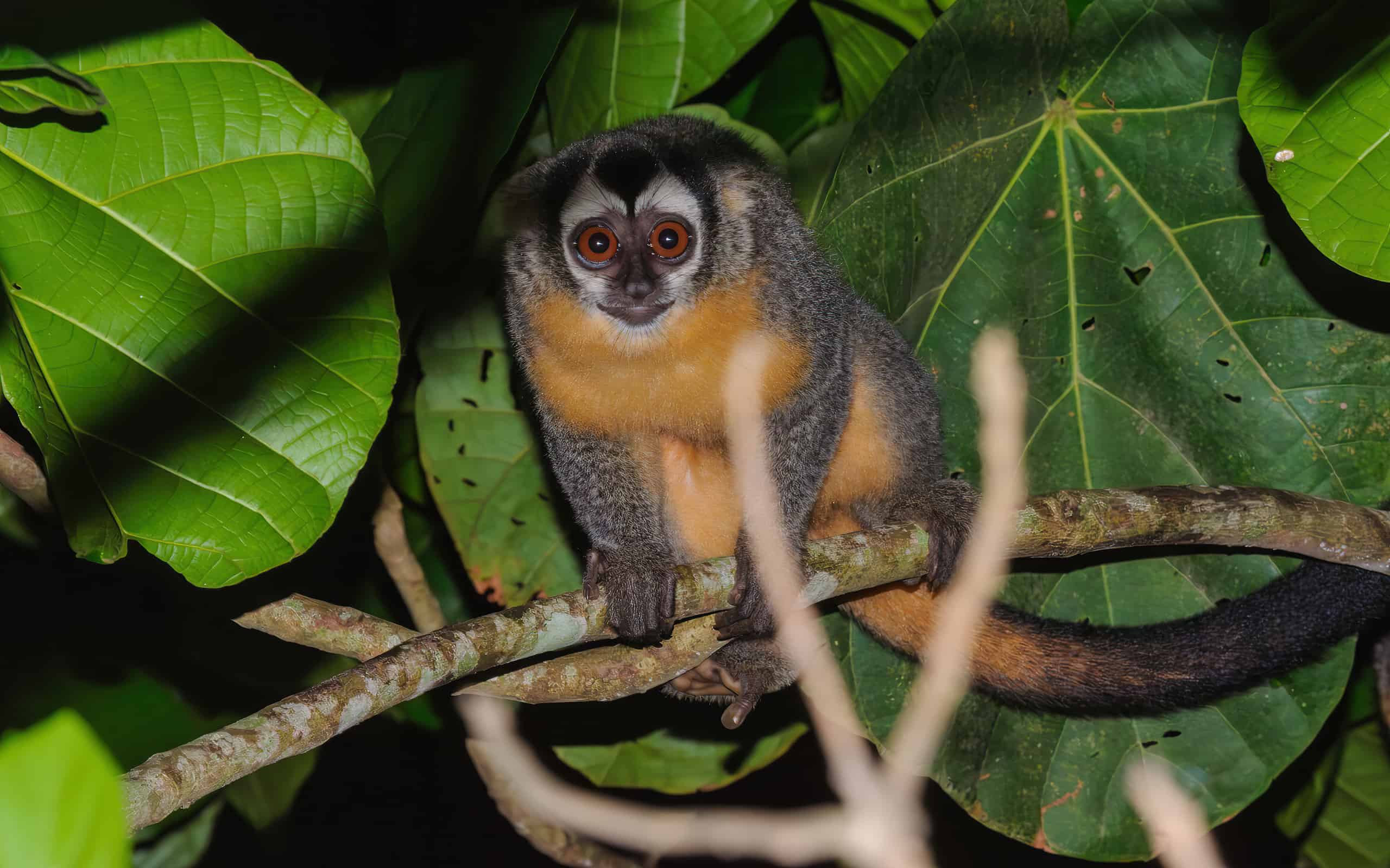 10 Animals That Sleep the Most and the Least