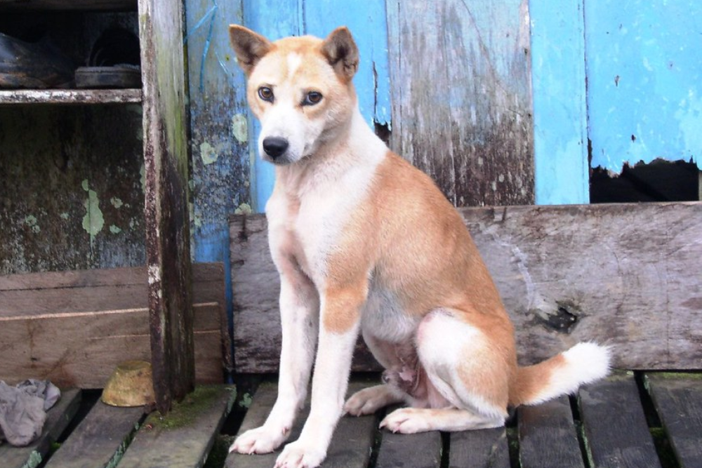 15 Rare Dog Breeds You Didn’t Know Existed