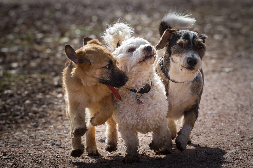 15 Rare Dog Breeds You Didn’t Know Existed