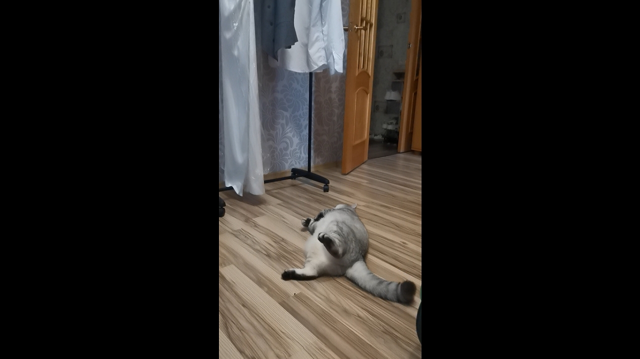 Sleepy cat takes a nap in Gomel, Belarus