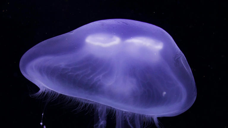 Scientists discover immortality gene in jellyfish