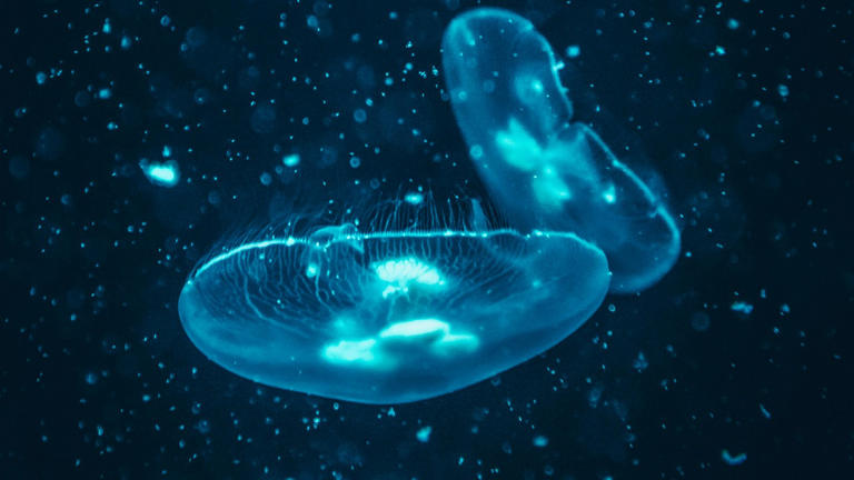 Scientists discover immortality gene in jellyfish