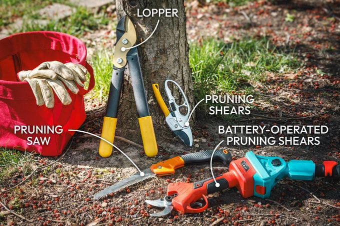 How To Prune a Tree for Maximum Health and Growth