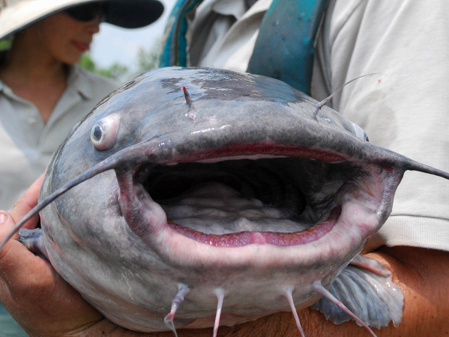 USDA Takes Aim at Chesapeake Blue Catfish