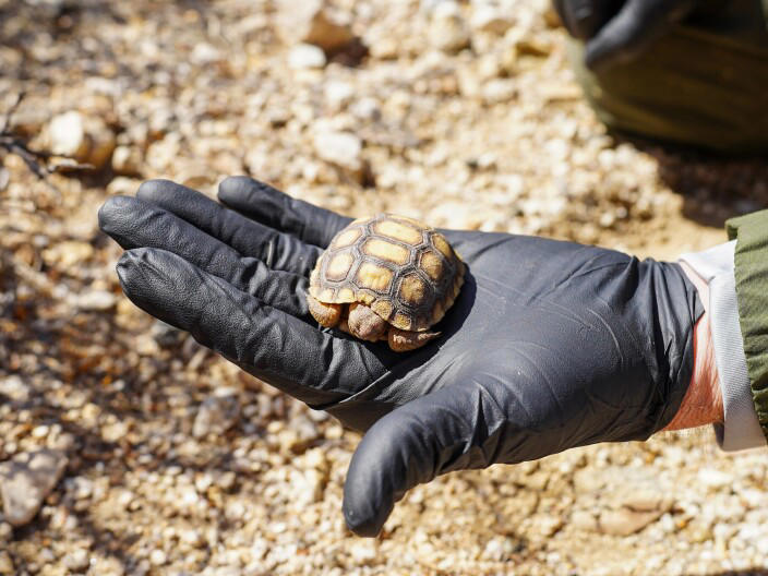 This iconic tortoise in the Mojave Desert is dying out. It could affect ...