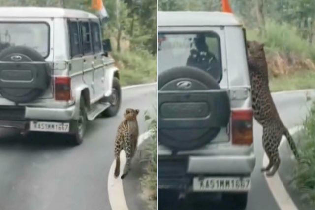 12-Year-Old Boy Left with 'Deep Gashes' After Being Mauled by Leopard ...