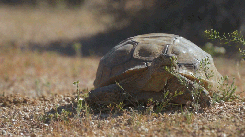 This iconic tortoise in the Mojave Desert is dying out. It could affect ...