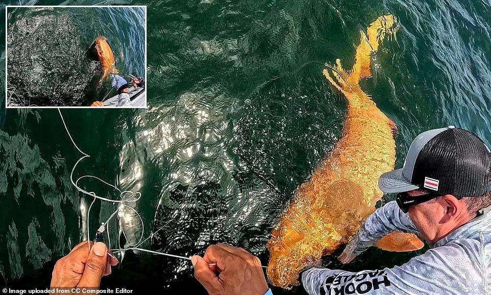 Rare orange shark captured in first-of-its-kind sighting