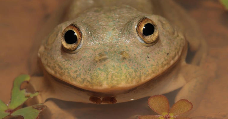 The secret survival tricks of animals that barely drink water