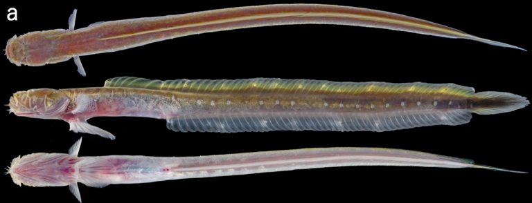 ‘Gold'-tinged creature sucked out of mud in Malaysia in first-of-its ...