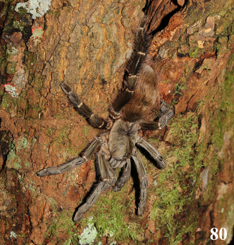 ‘Giant' tree-dwelling tarantula discovered in Brazil rainforest is a ...