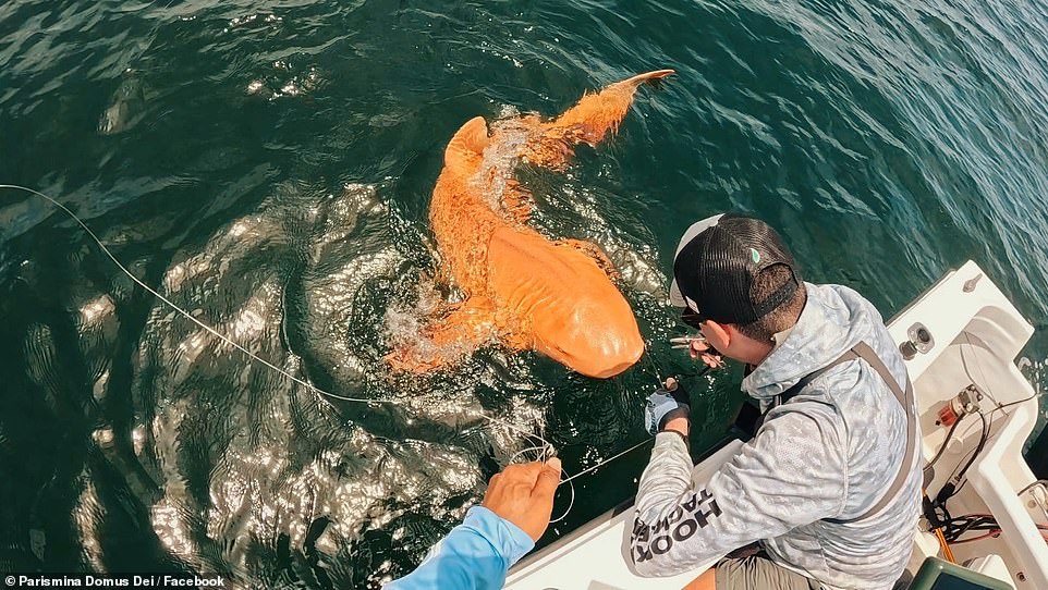 Rare orange shark captured in first-of-its-kind sighting