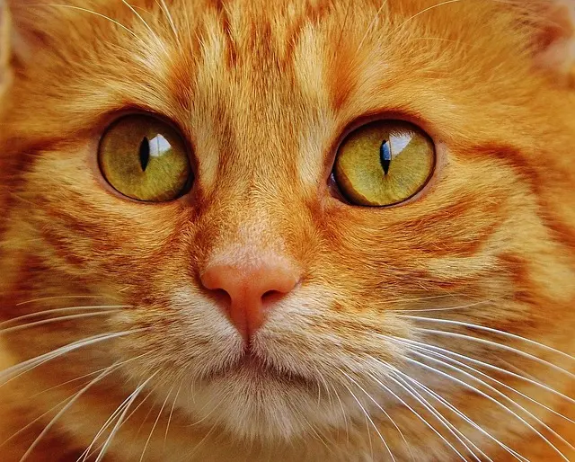 Gatos podem ajudar na luta contra o Alzheimer, diz estudo